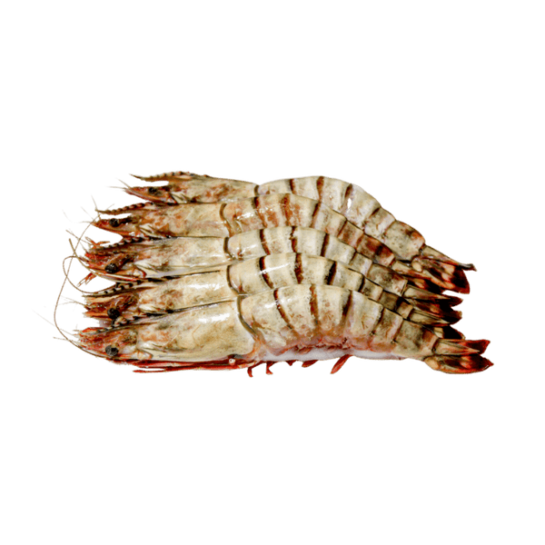 Head On 13-15 Prawns – Shami Seafood